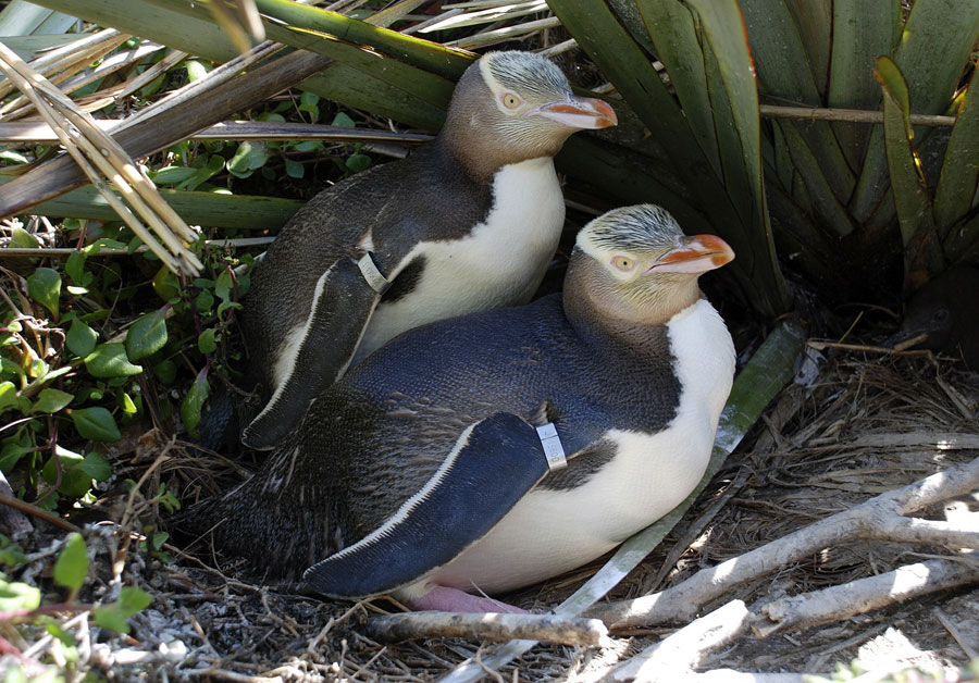 New extinct penguin species found | News, Sports, Jobs - Lawrence ...